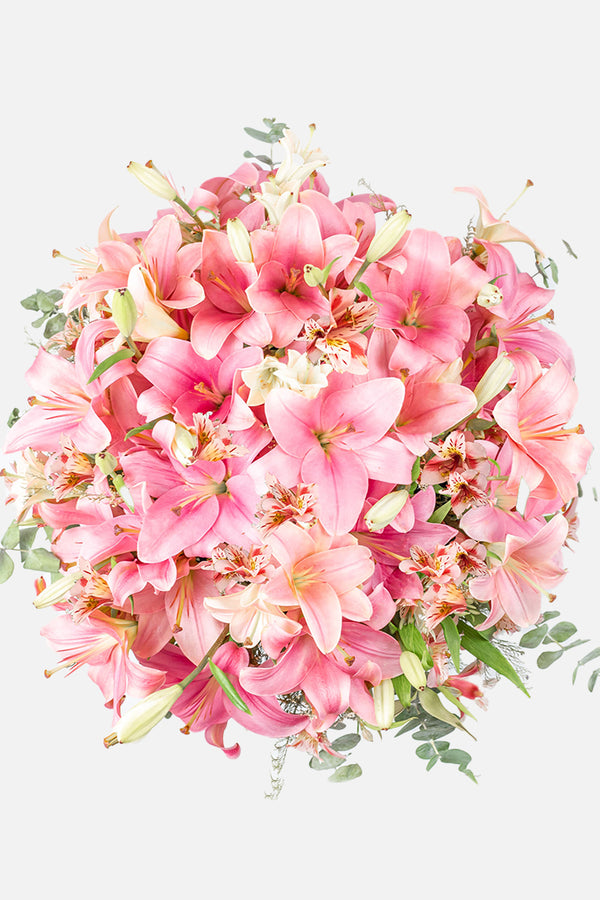 Pantera Rosa / Lilium Rosa – Azap Flores MX